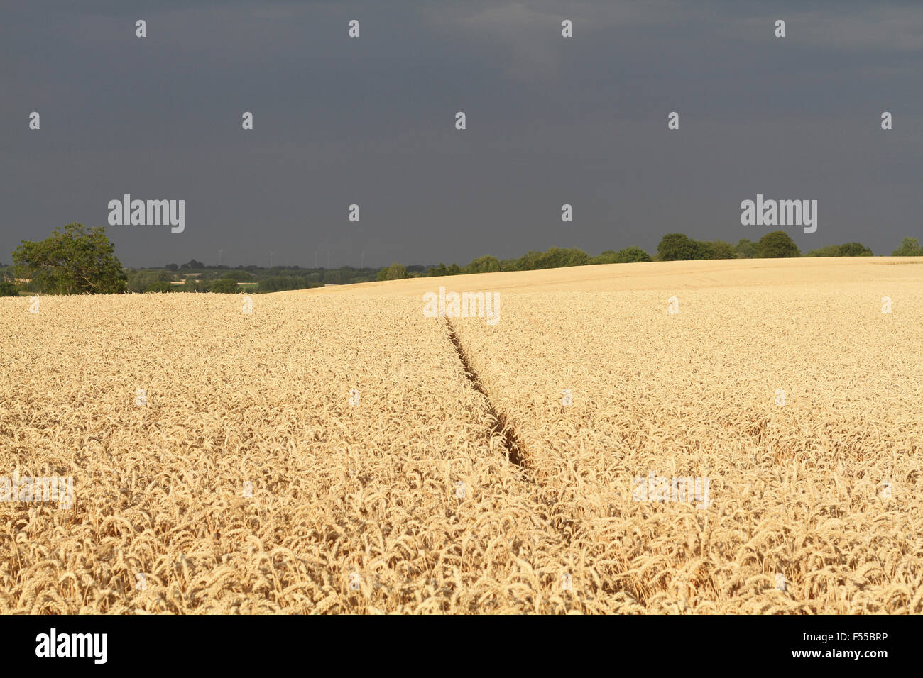 Crop view hi-res stock photography and images - Alamy