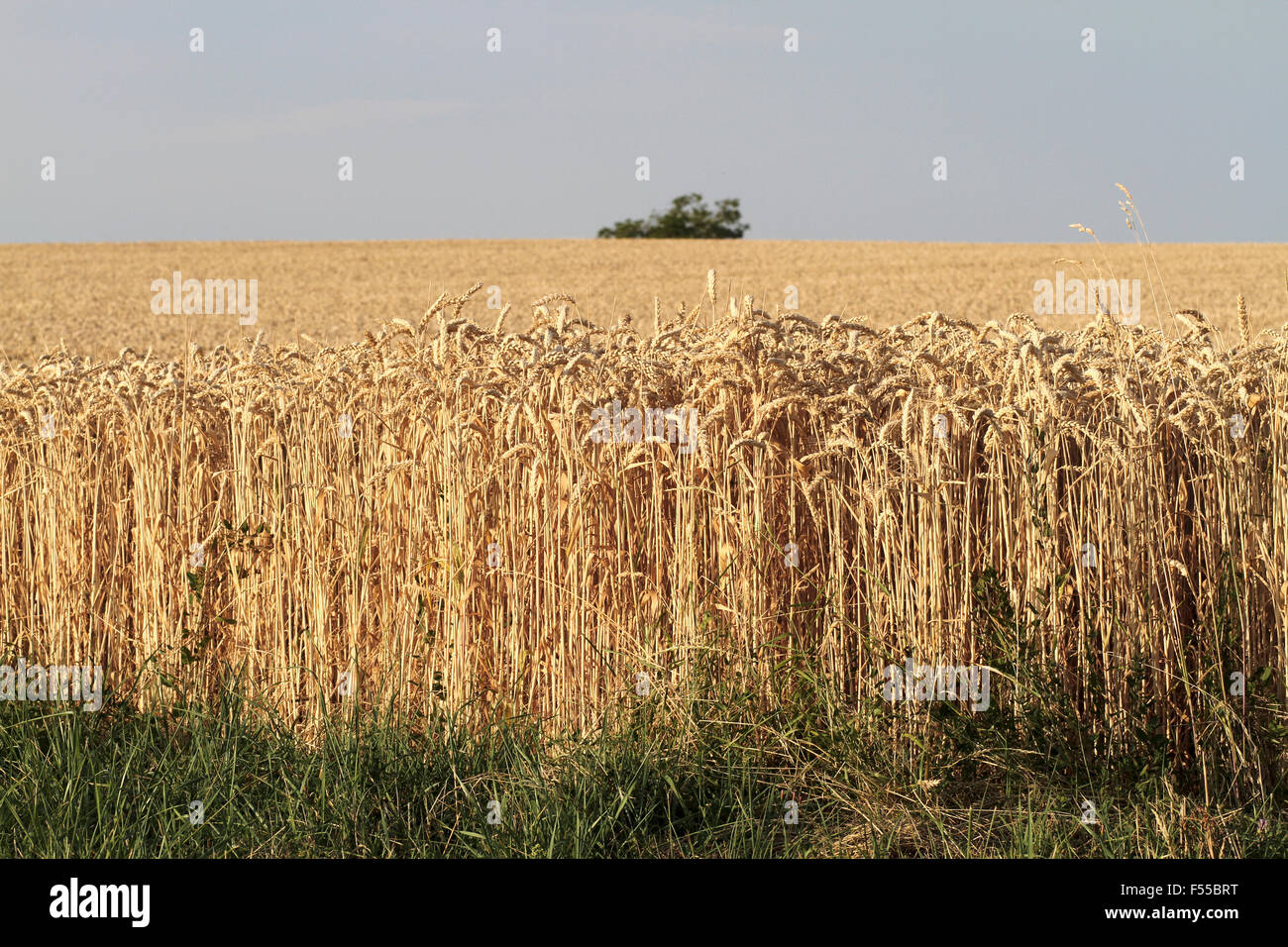 Crops growing hi-res stock photography and images - Alamy
