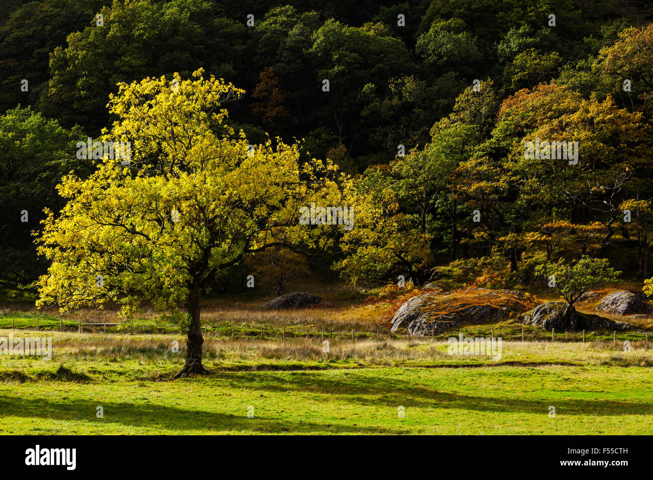 Brightly Sunlit Tree in Autumn Colour in Valley of Watendlath Beck ...