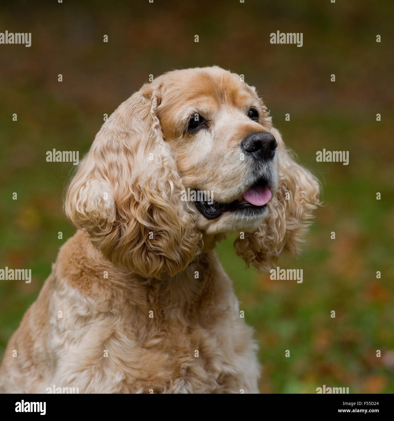 Golden Spaniel High Resolution Stock Photography and Images - Alamy