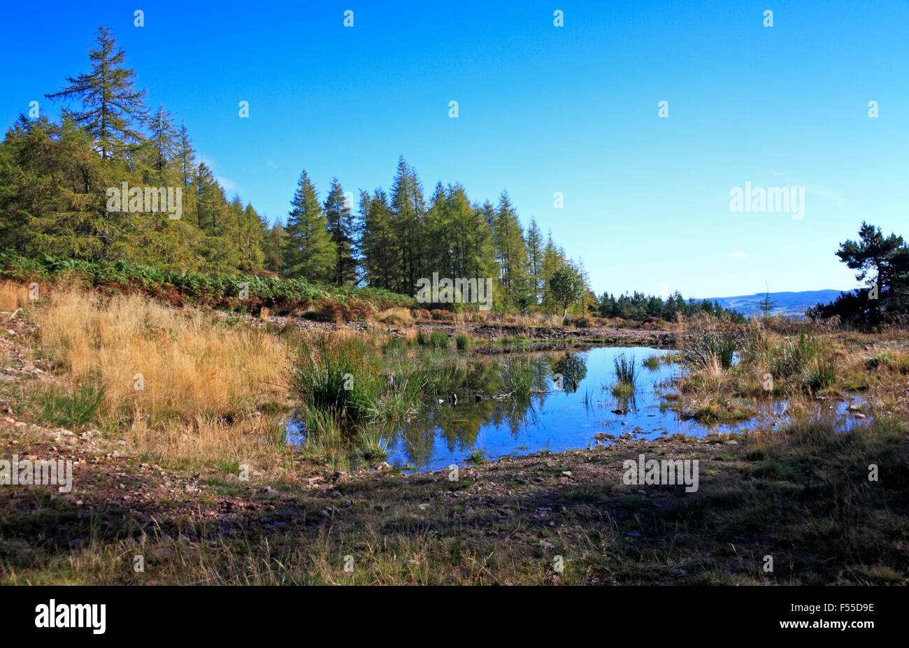 A view of a small pond in a clearing leading up to the Hill of Fare ...