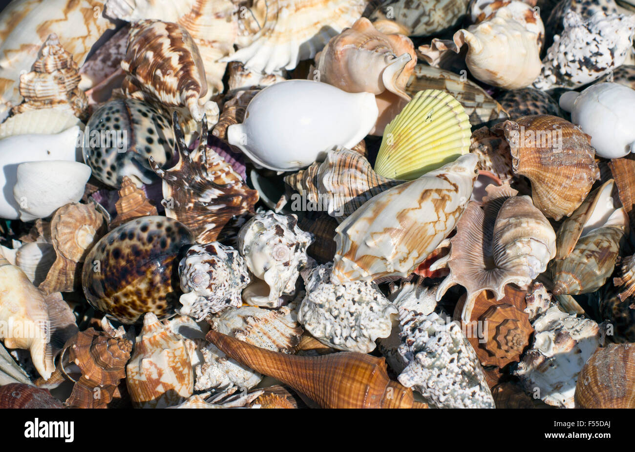 Animal shells hi-res stock photography and images - Alamy