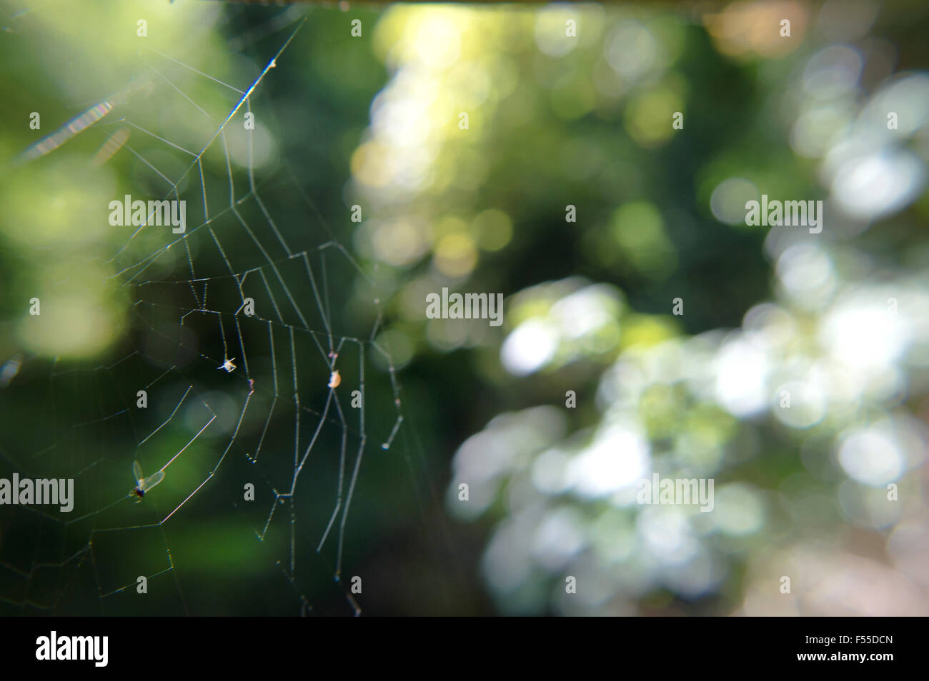 A spider web with a background of diffused light through greenery in an ...
