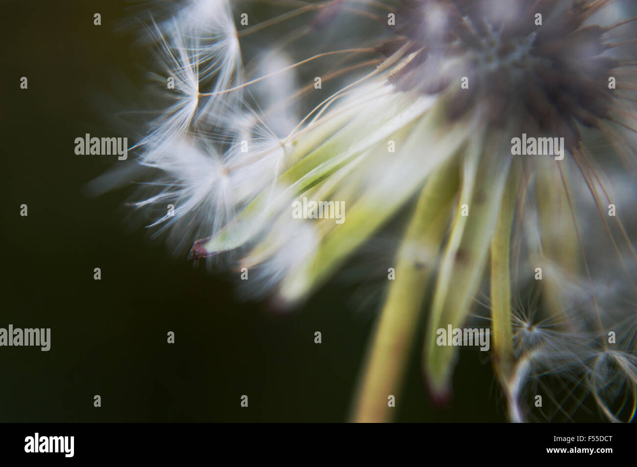Dandelion Seed Germination High Resolution Stock Photography and Images ...