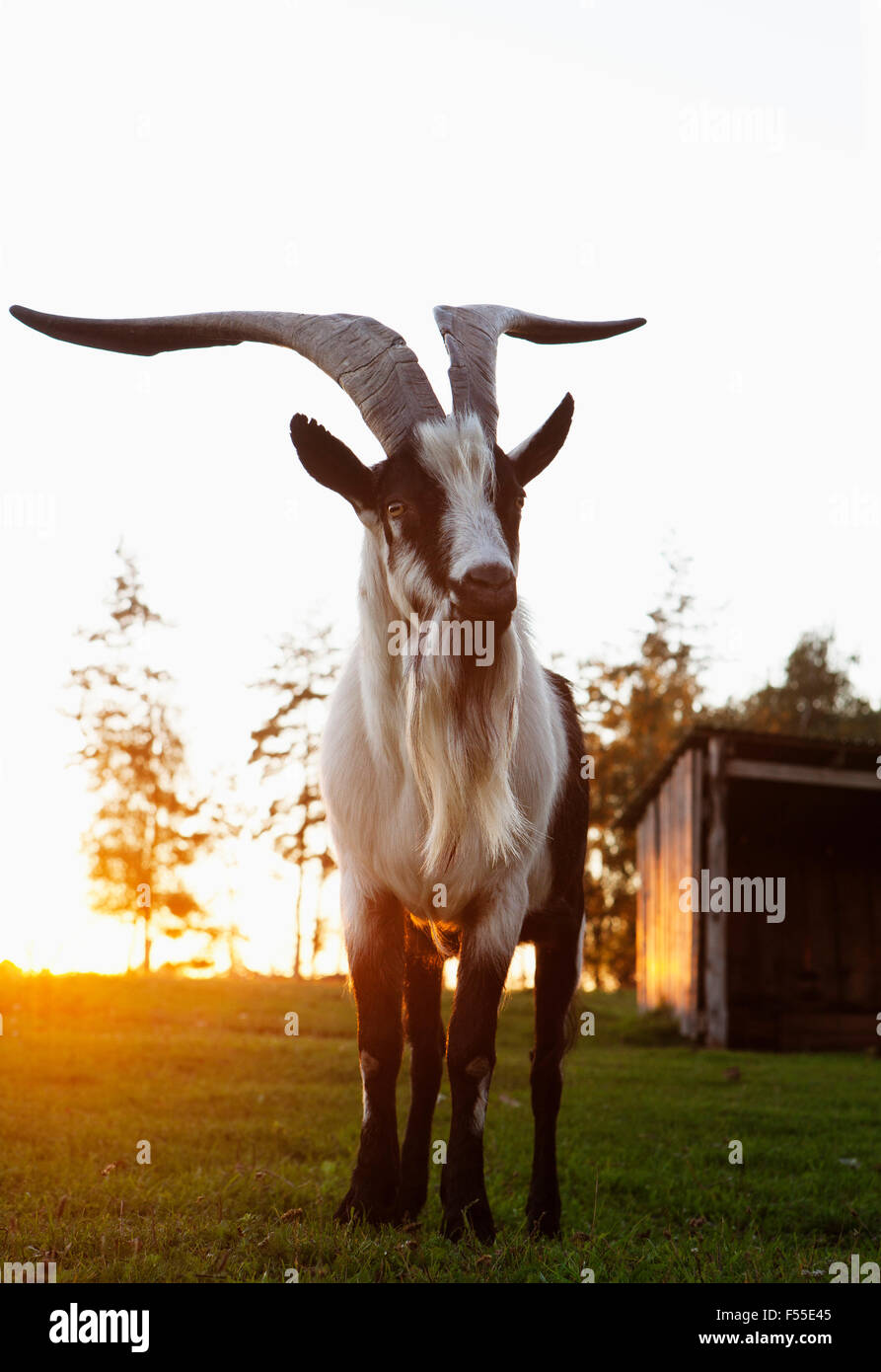 Horned goat hi-res stock photography and images - Alamy