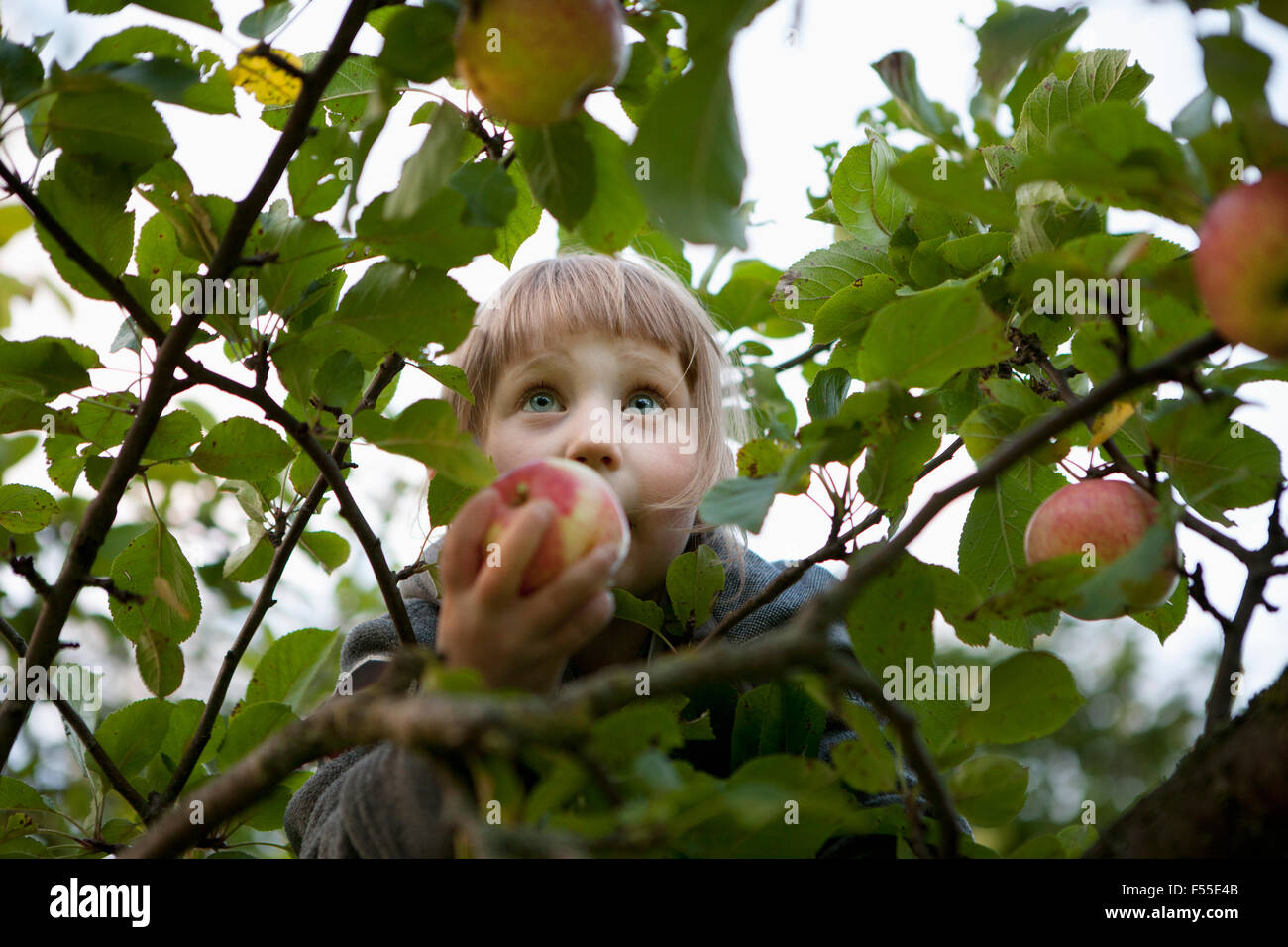 Low angle view of girl holding apple on tree Stock Photo - Alamy
