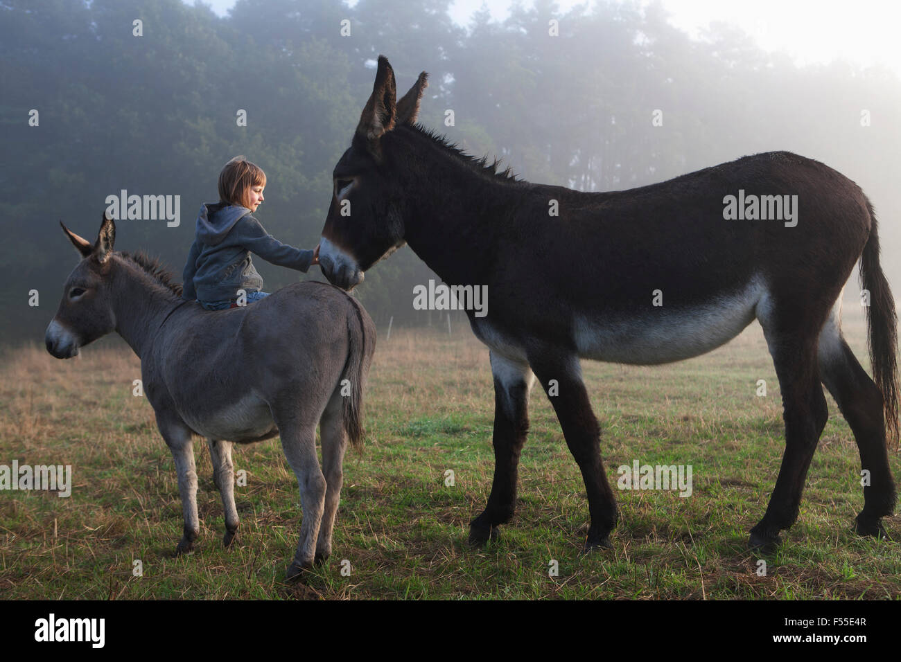 Rear view of girl touching mule while sitting on donkey at field Stock ...