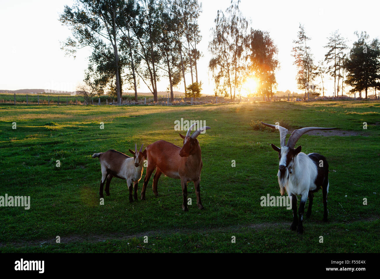 Horned goats standing on grassy field Stock Photo - Alamy