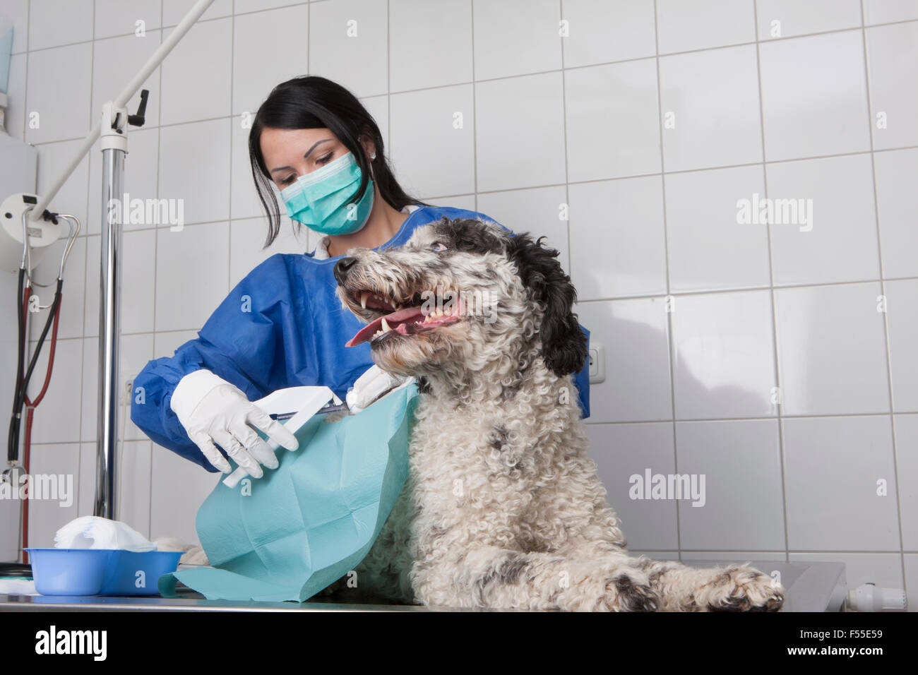 Female veterinarian examining dog on table in clinic Stock Photo - Alamy