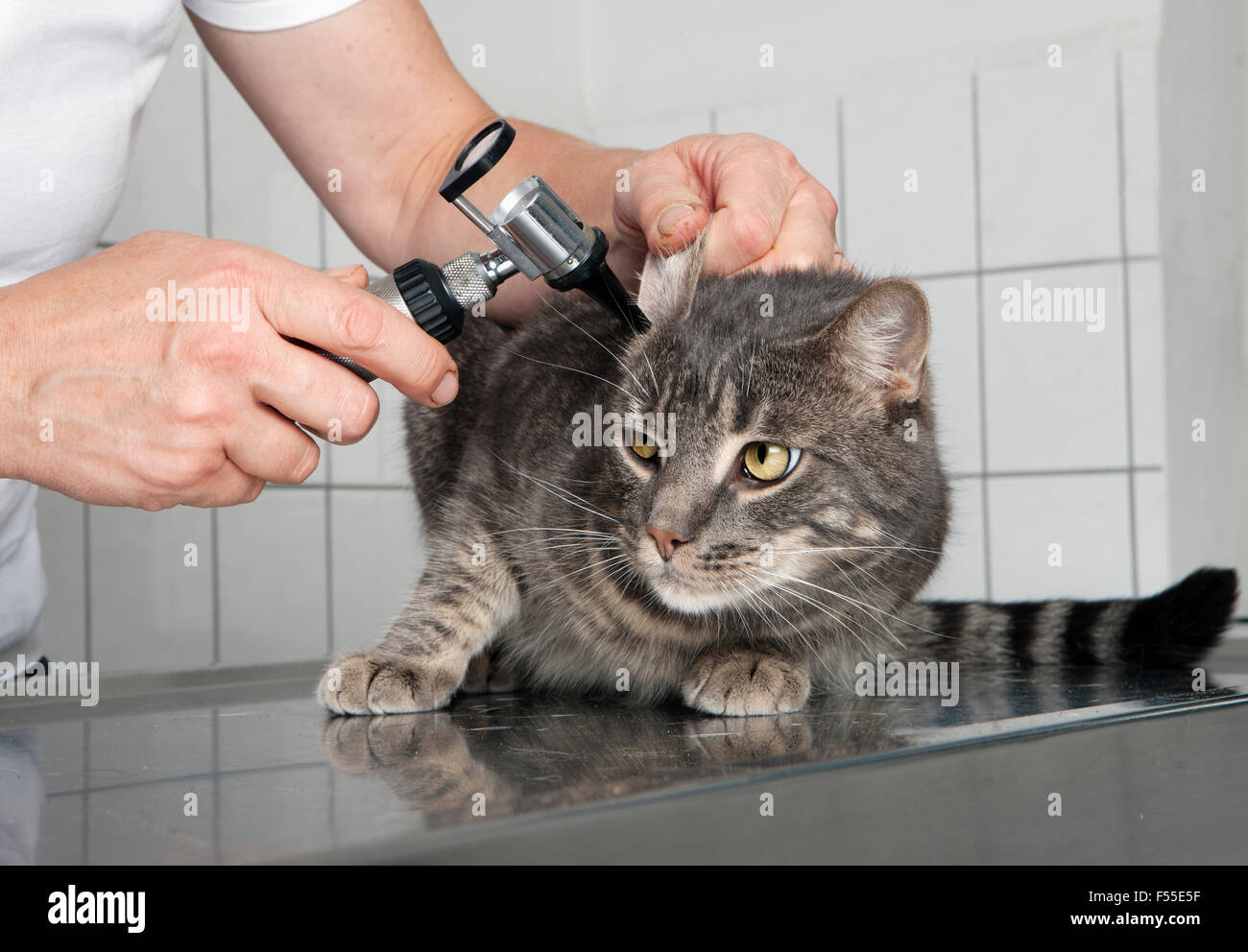 Cropped image of female vet examining cat's ear in clinic Stock Photo ...