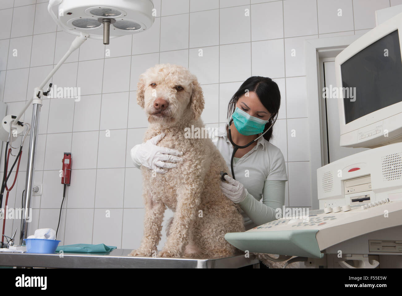 Young veterinarian examining dog in medical clinic Stock Photo - Alamy