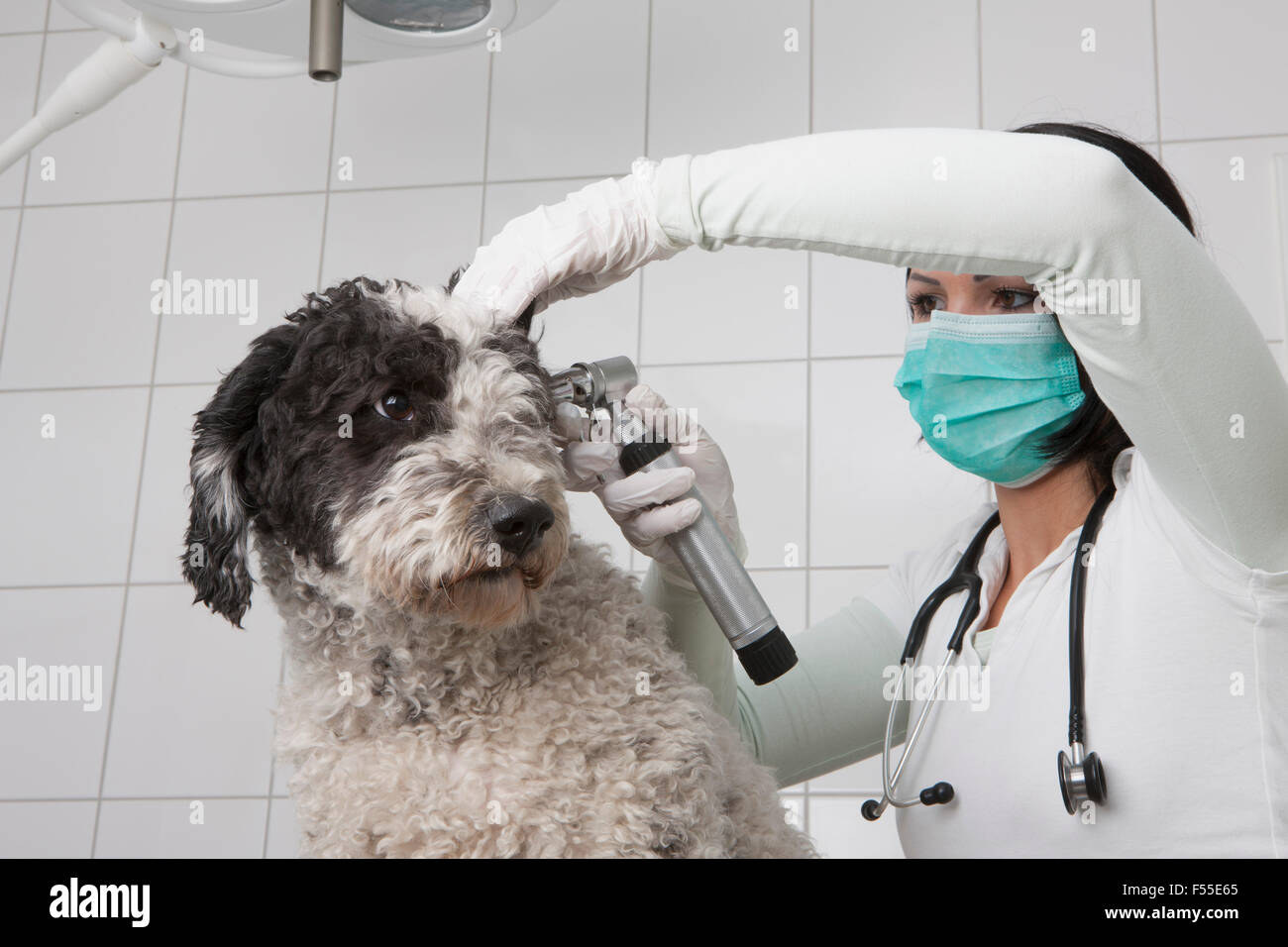 Female veterinarian examining dog's ear with otoscope in clinic Stock ...