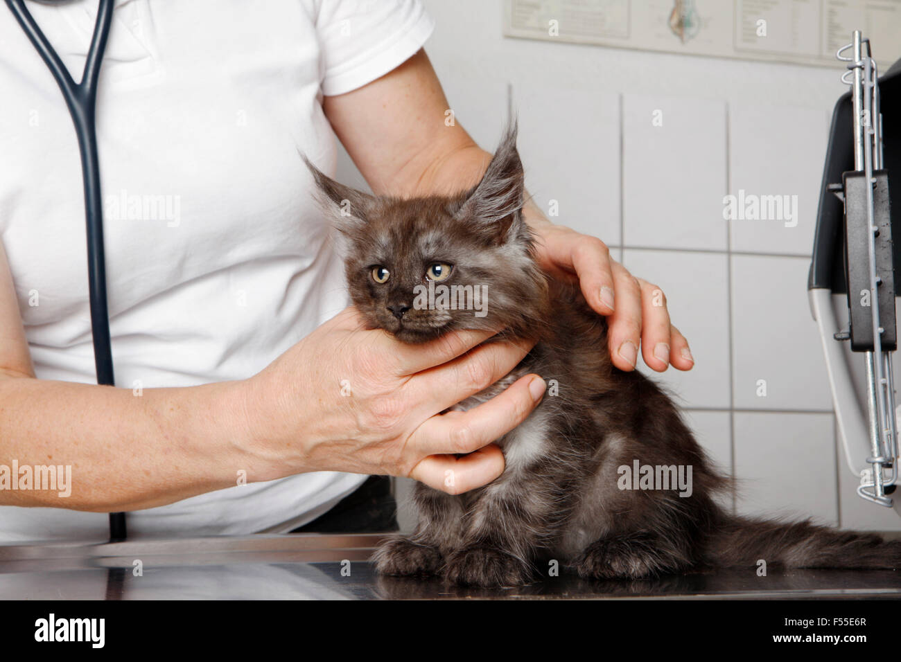 Vet examining cat stethoscope in hi-res stock photography and images ...