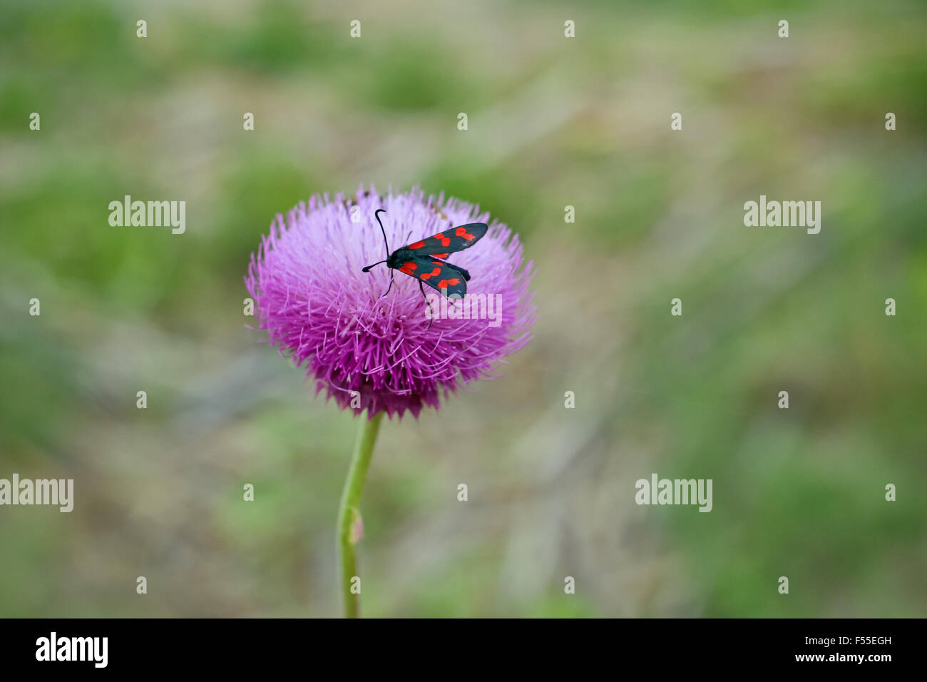 Violet flower and strange insect with red spots Stock Photo - Alamy