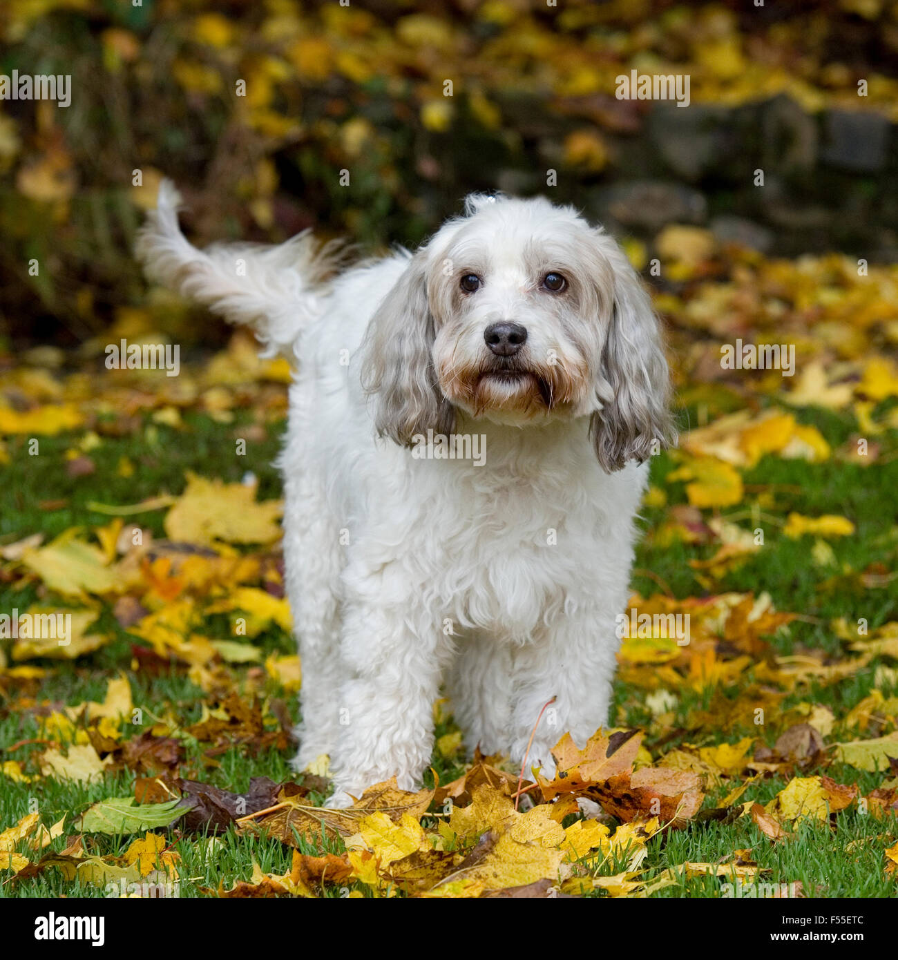 Cocker Poodle High Resolution Stock Photography and Images - Alamy