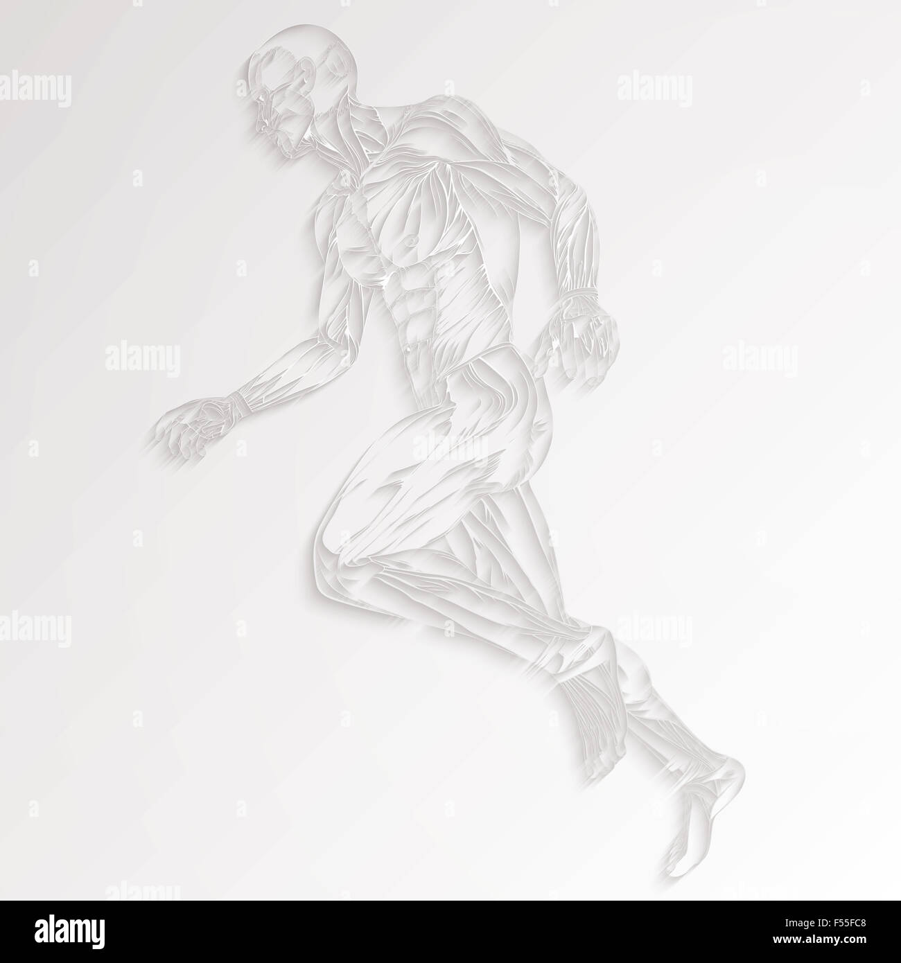 Vector Illustration of Human Muscle Anatomy Stock Photo - Alamy