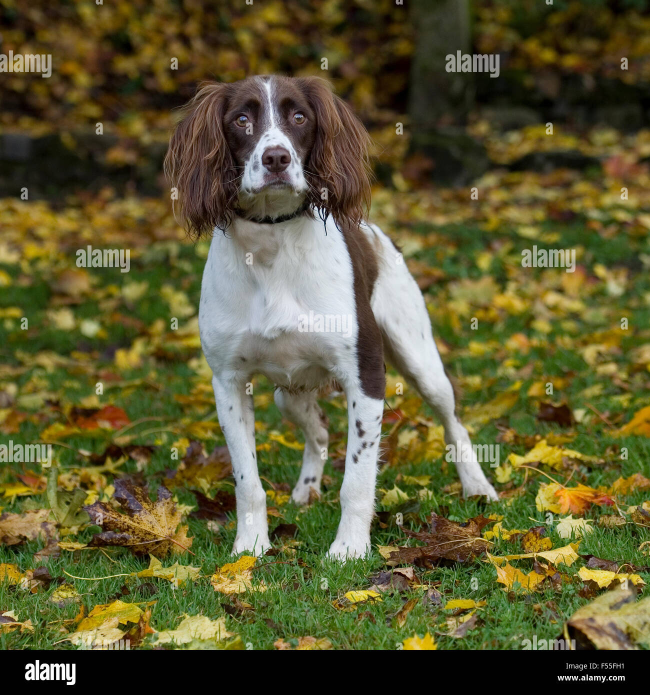 english springer spaniel Stock Photo - Alamy