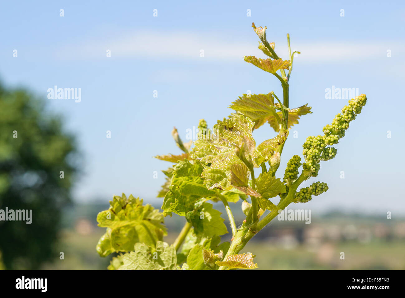 Young grape bud in a italian vineyard Stock Photo - Alamy