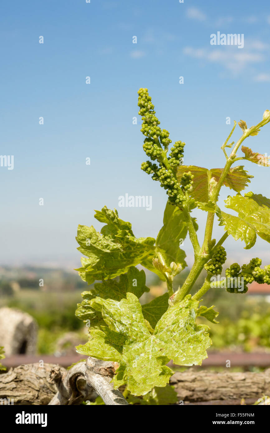 Young grape bud in a italian vineyard Stock Photo - Alamy