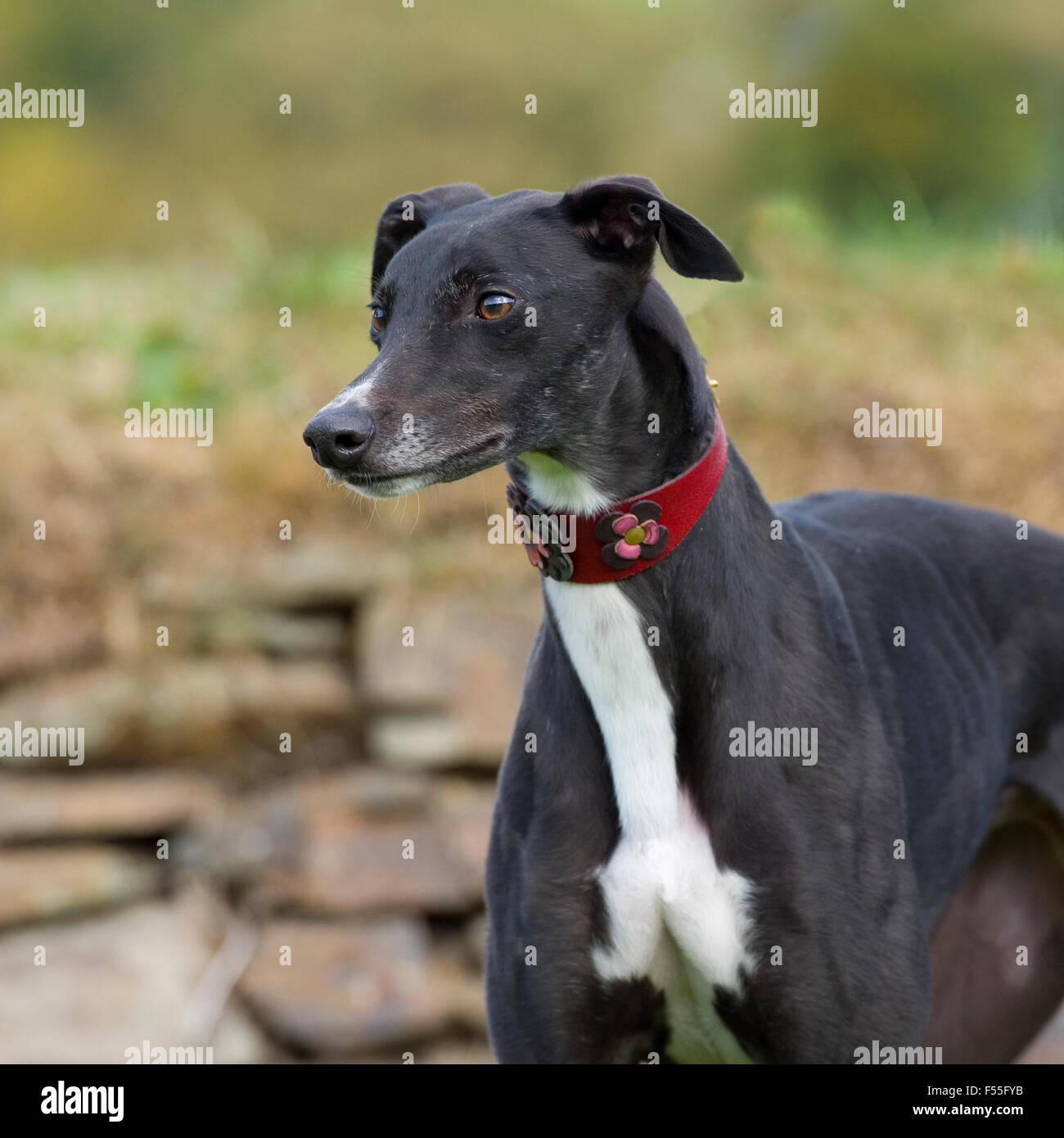 Greyhound Racing High Resolution Stock Photography and Images - Alamy