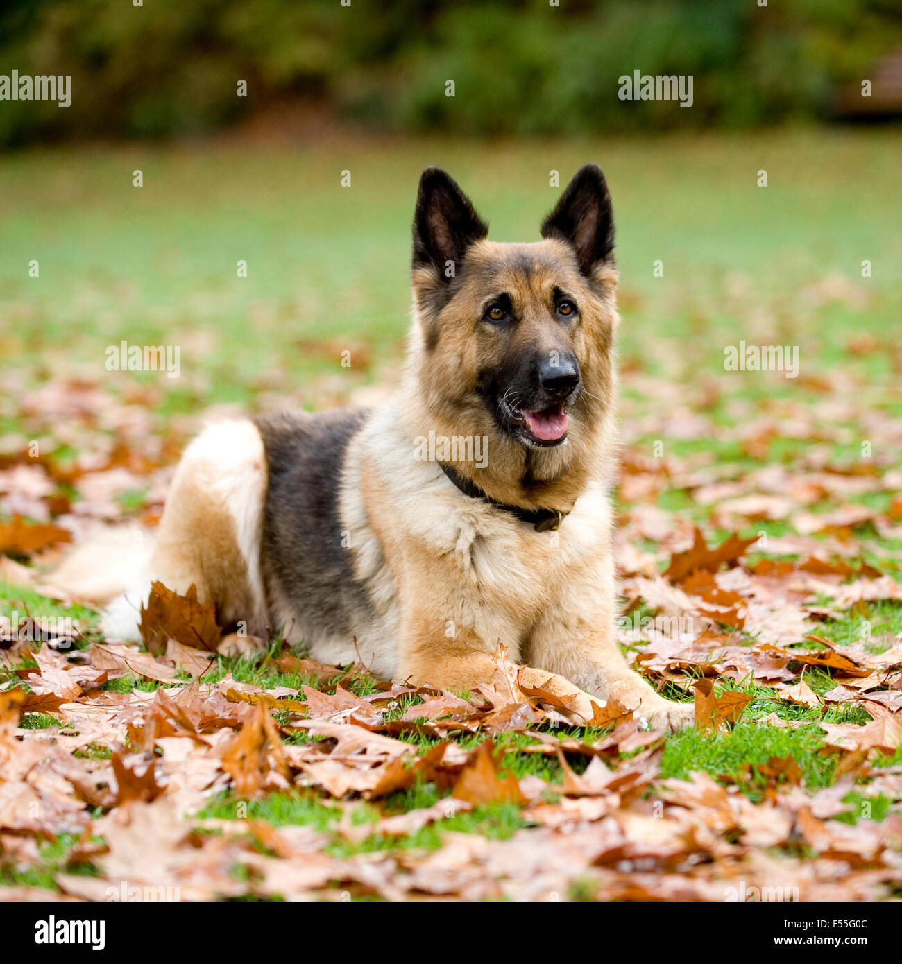german shepherd dog Stock Photo - Alamy
