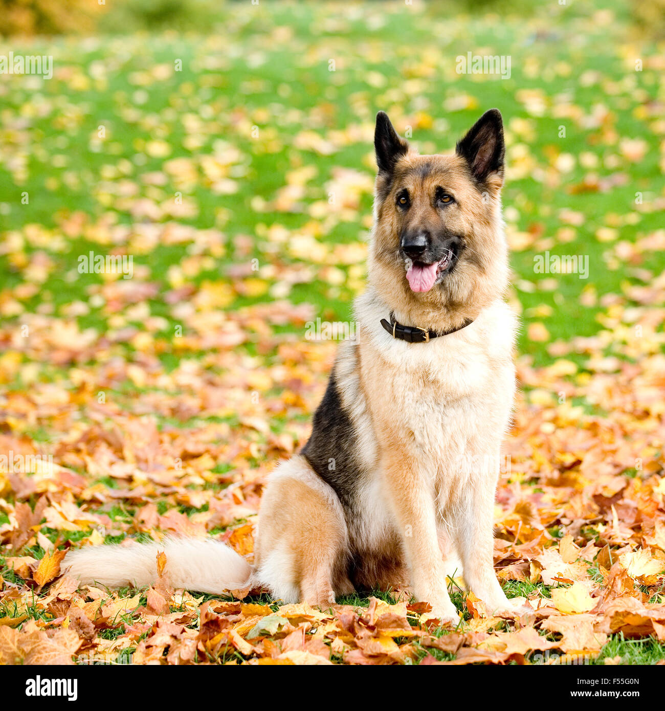 german shepherd dog Stock Photo - Alamy