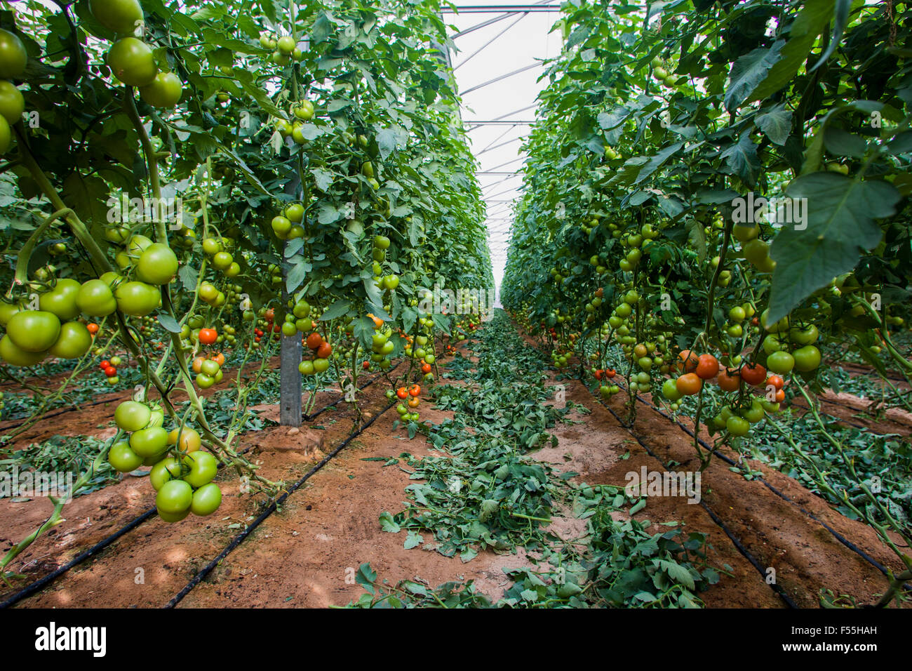 Tomato (Solanum lycopersicum) crop growing in a greenhouse ...