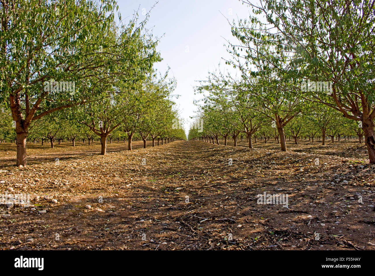 Almond Tree plantation. Photographed in Israel Stock Photo - Alamy