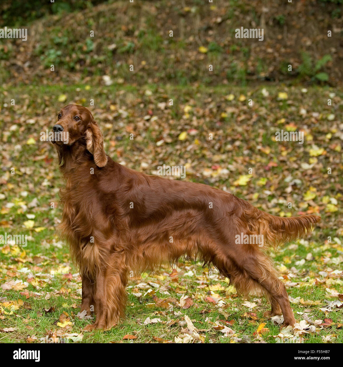 Irish Setter Dog Show High Resolution Stock Photography and Images - Alamy