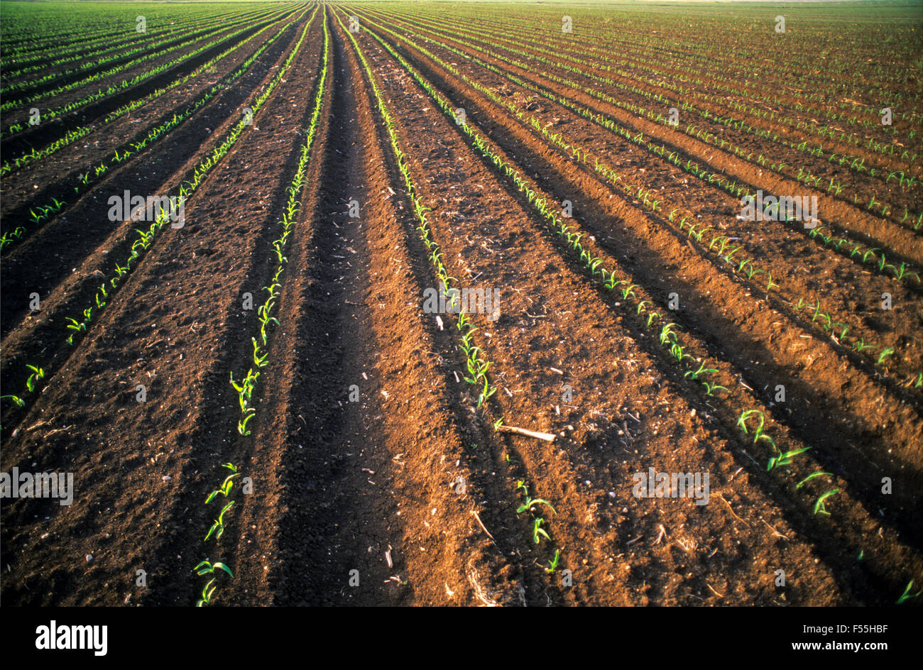 young corn seedlings in a field. Photographed in Israel Stock Photo - Alamy