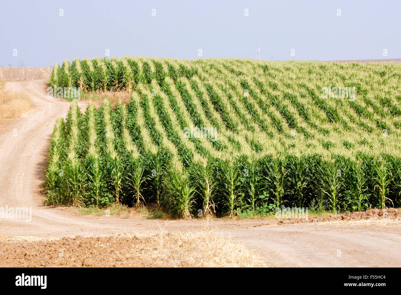 corn field. Photographed in Israel Stock Photo - Alamy