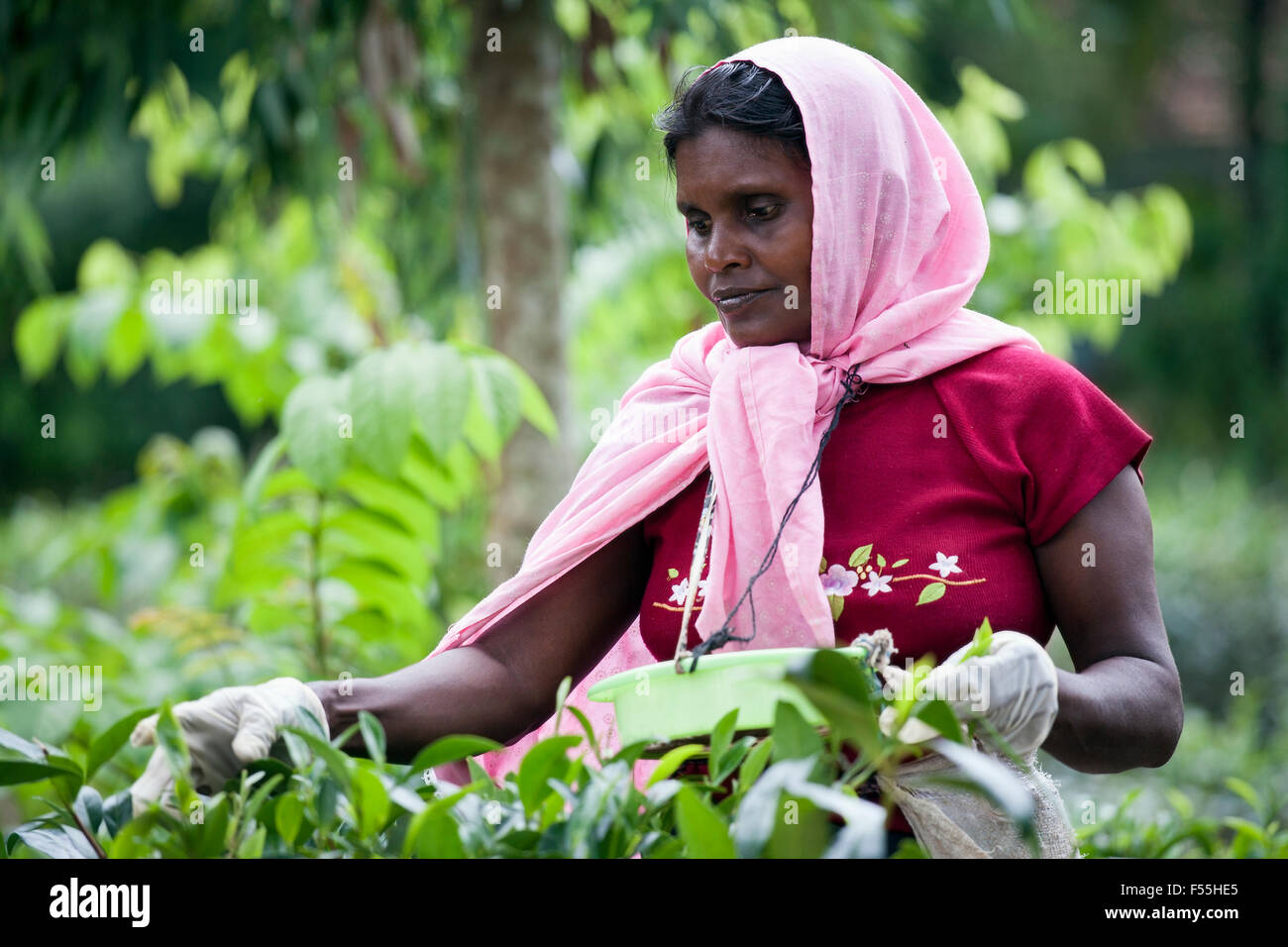 Sri Lanka, woman plucking tea Stock Photo - Alamy