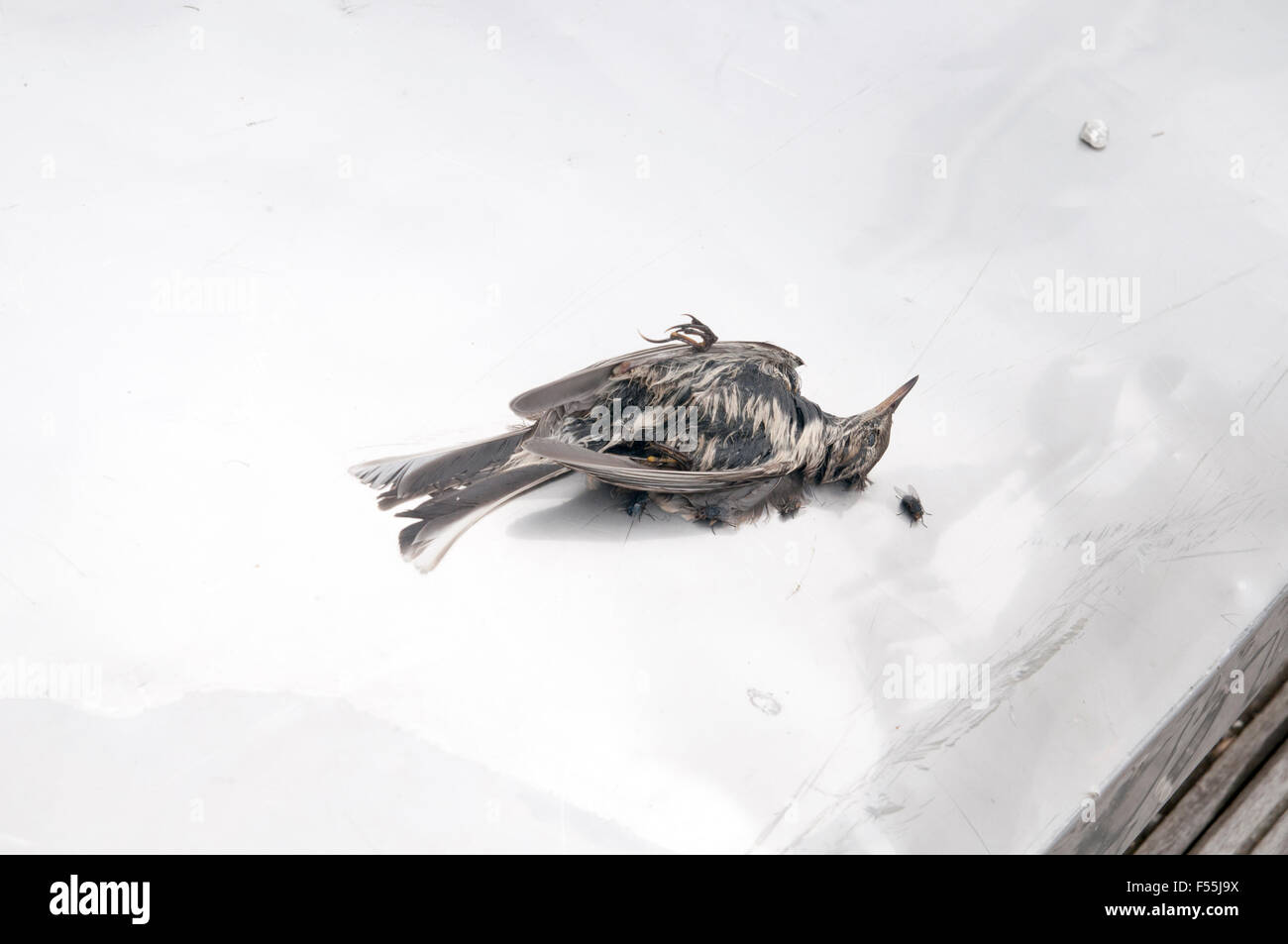 Bird Carcass High Resolution Stock Photography and Images - Alamy