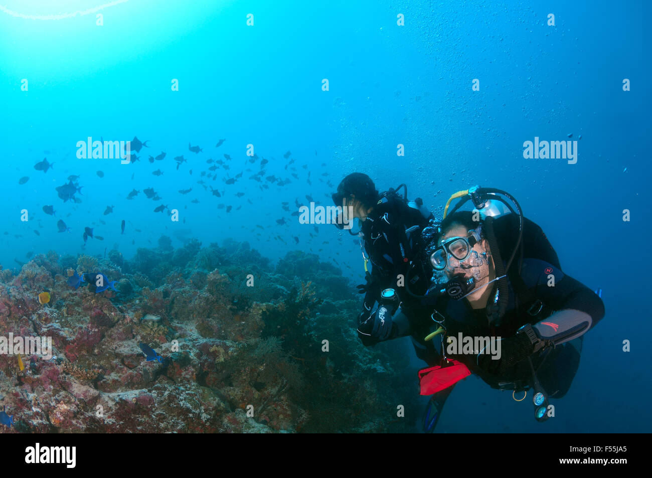 Young couple diver swims in a school of fish plays with them, Red ...