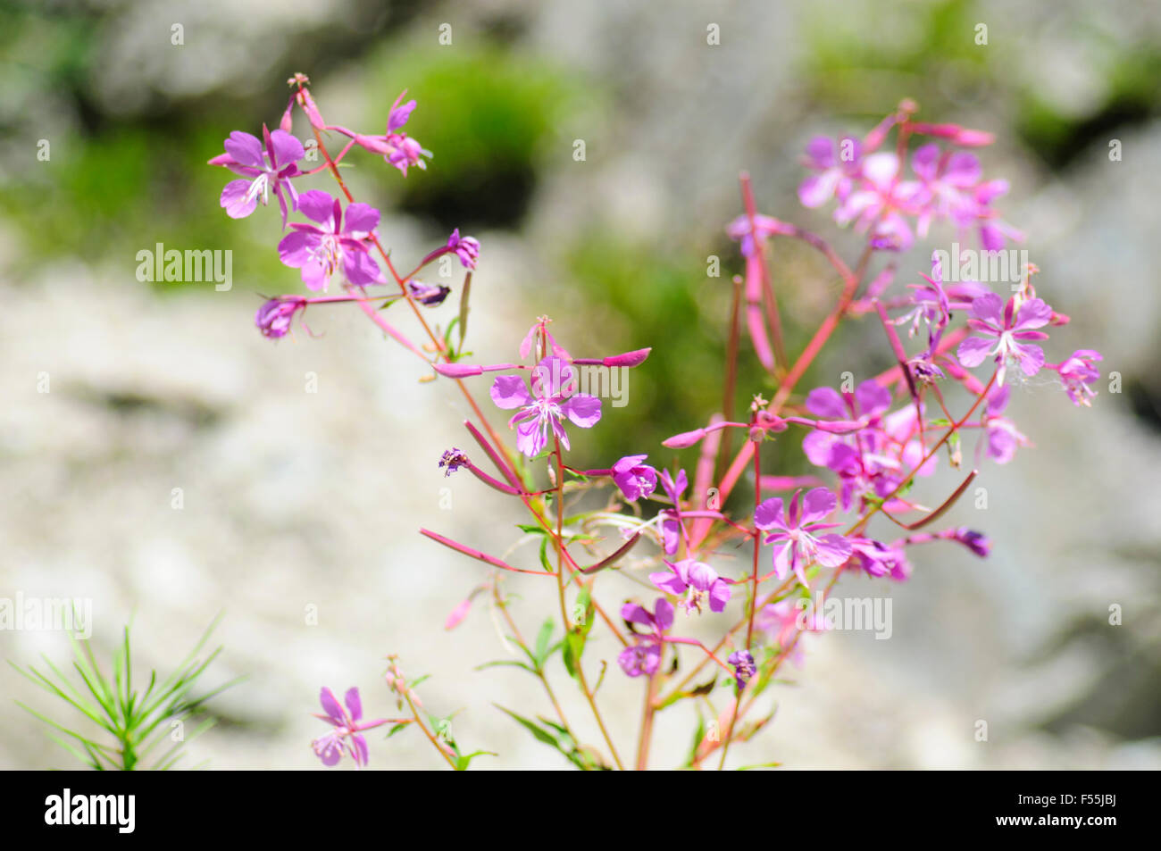 Pink Alpine wildflower, Photographed in Austria, Tyrol Stock Photo - Alamy