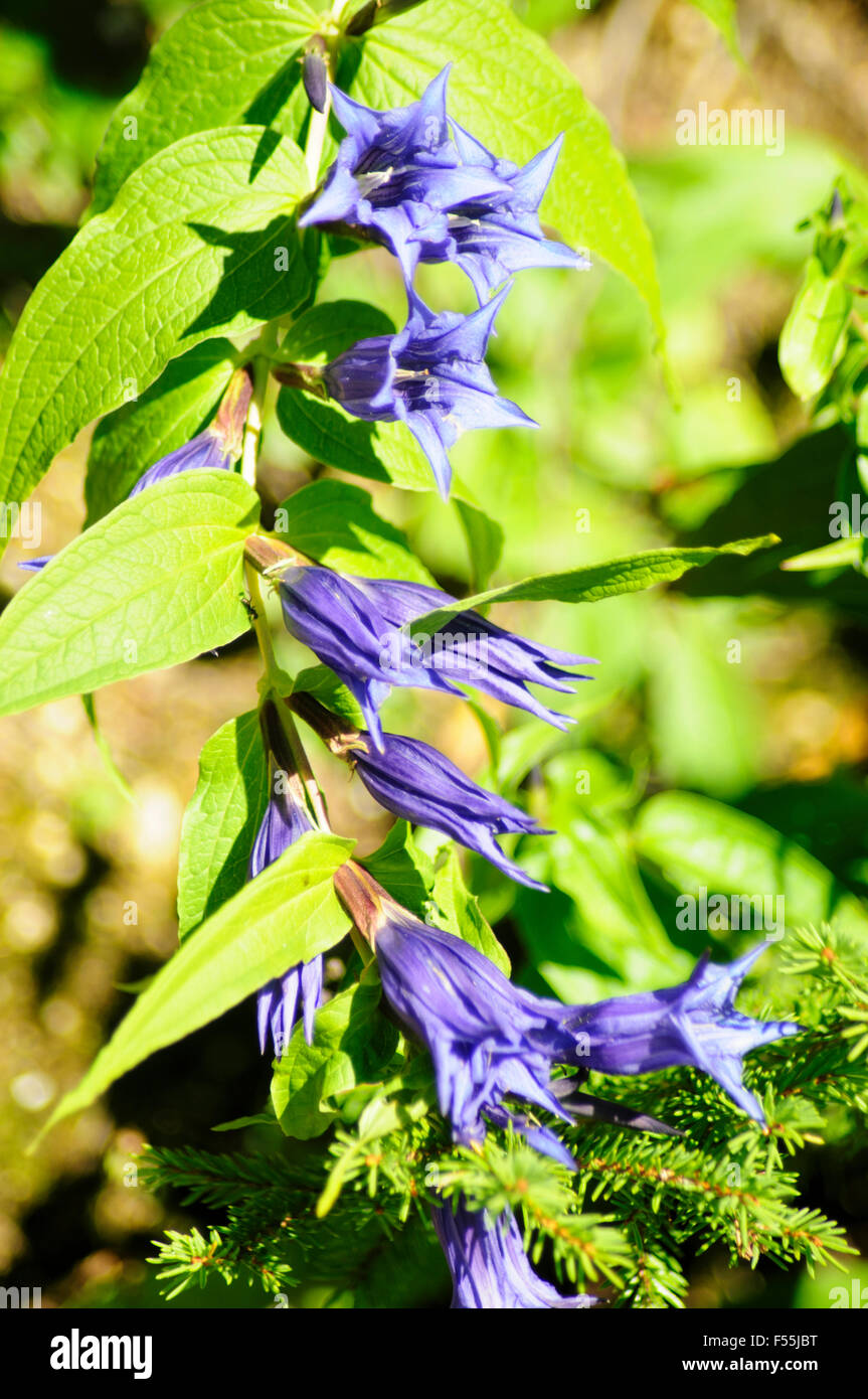 Purple, Alpine wildflower, Photographed in Austria, Tyrol Stock Photo ...