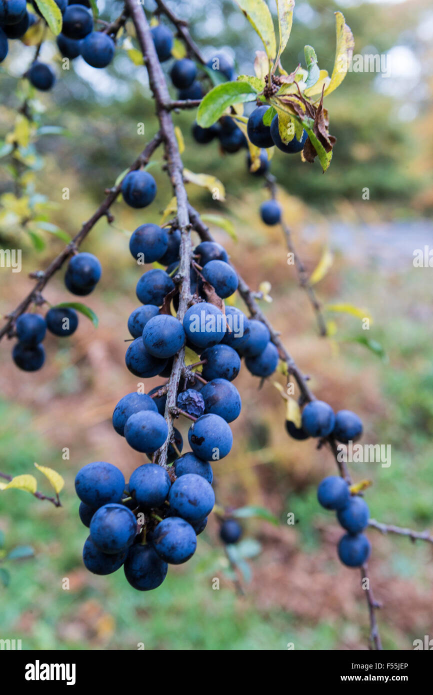 Sloe gin making hi-res stock photography and images - Alamy