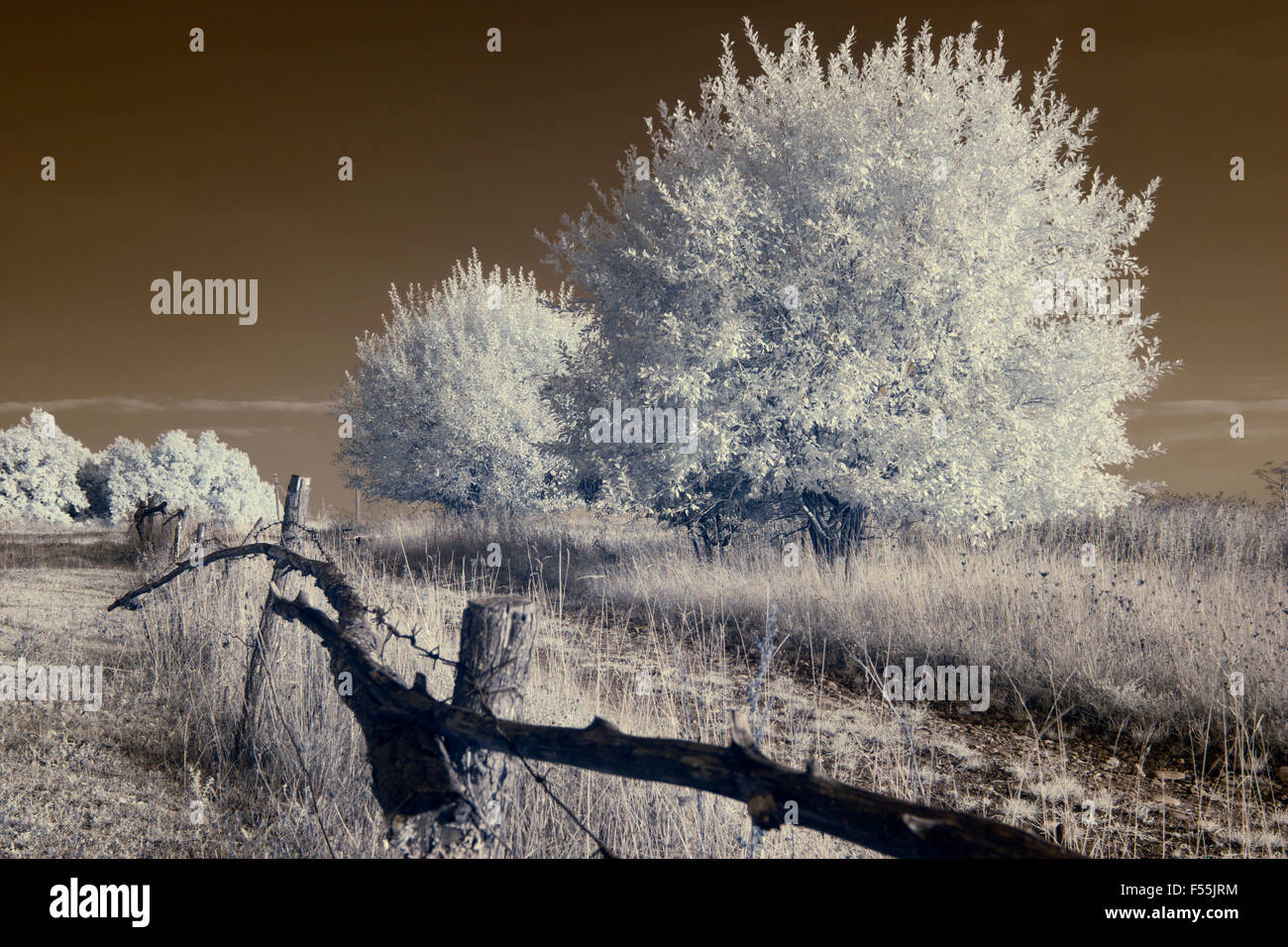 Infrared landscape, trees by the road. long old fence. Evening light ...