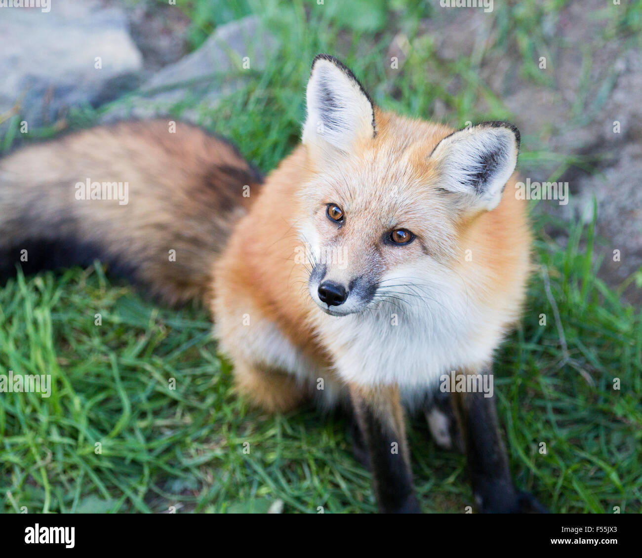 Red fox looking up hi-res stock photography and images - Alamy