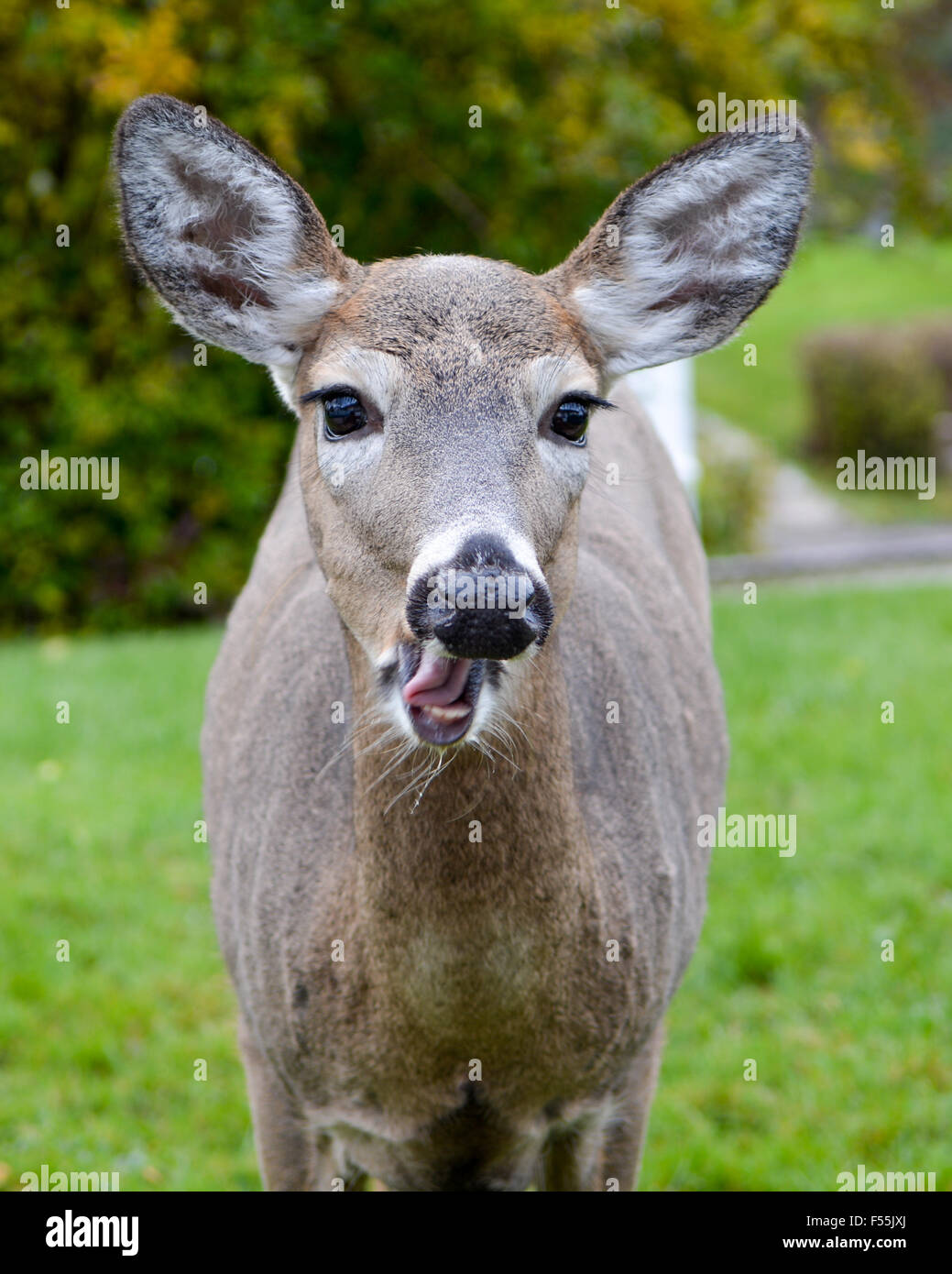 Deer sticking tongue out hi-res stock photography and images - Alamy