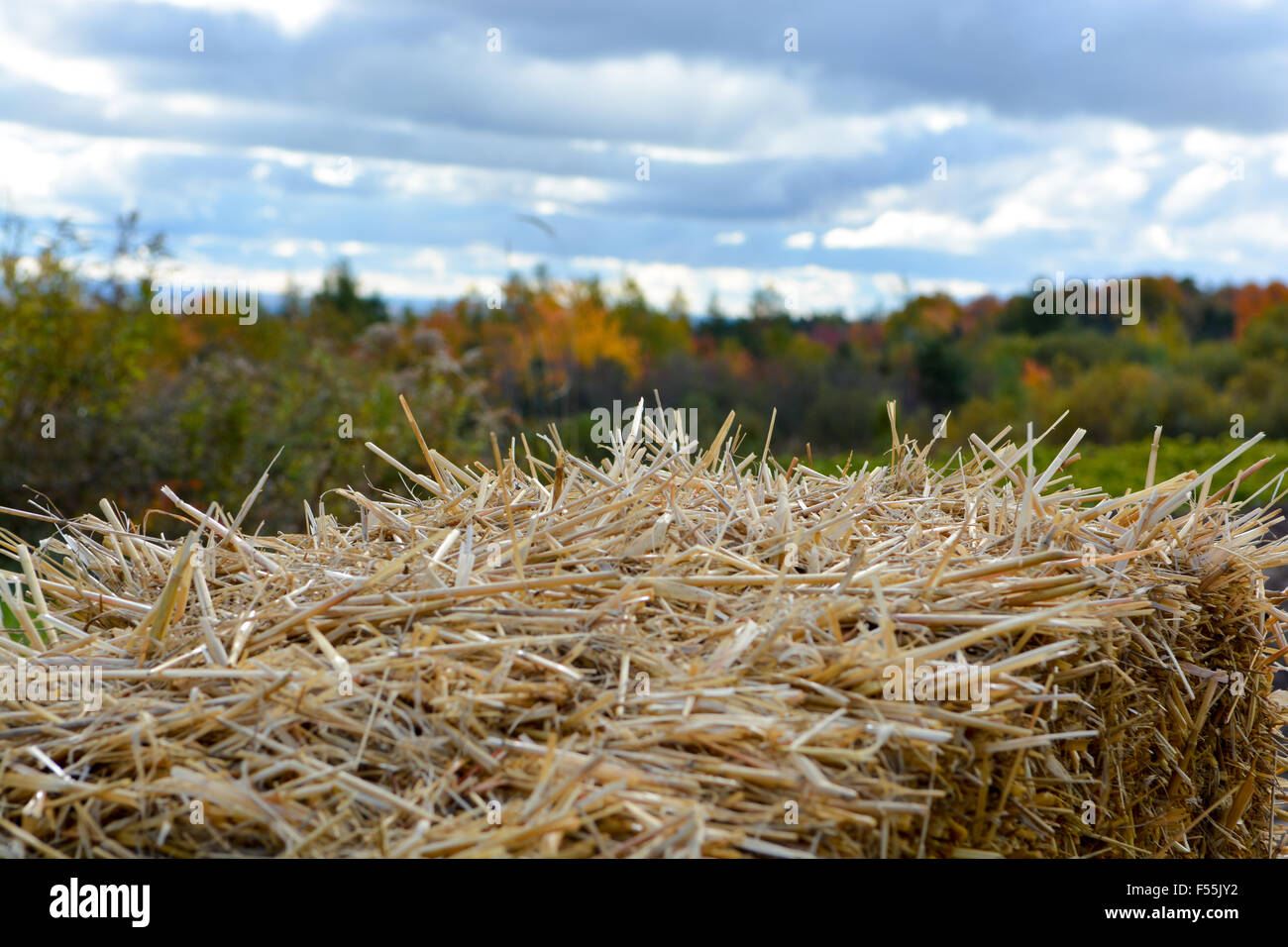 Bale of hay hi-res stock photography and images - Alamy