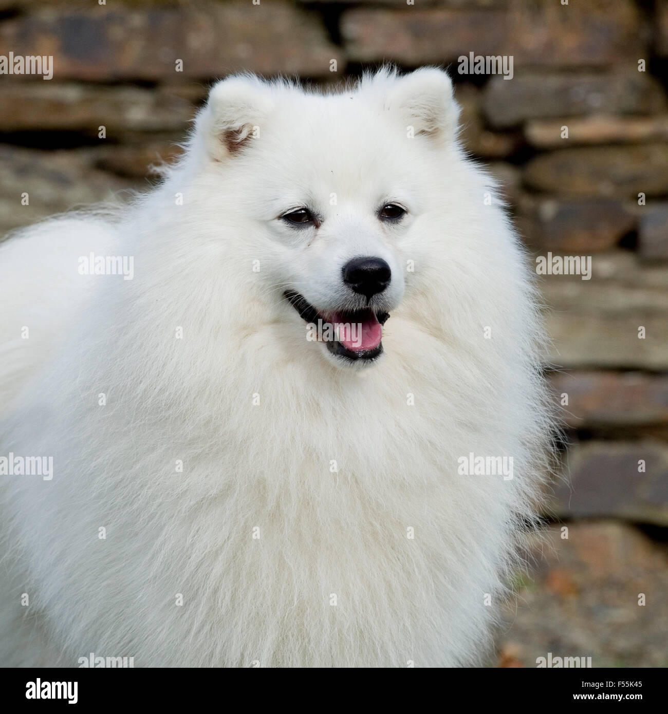 Japanese spitz hi-res stock photography and images - Alamy