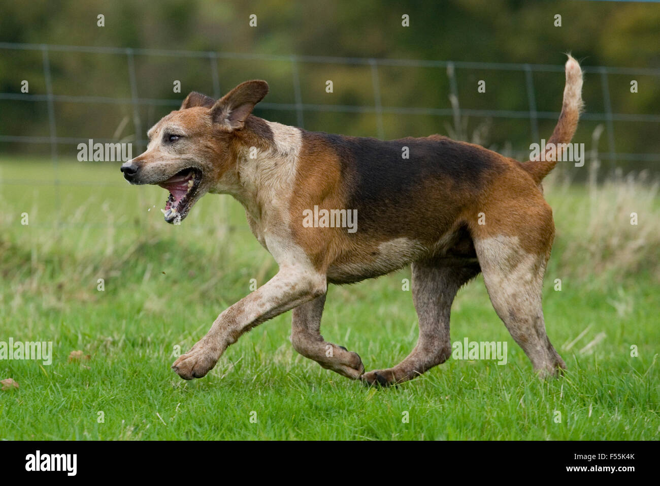 English Hound High Resolution Stock Photography and Images - Alamy