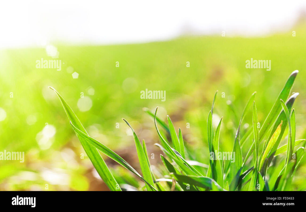 Sun rays on a field Stock Photo - Alamy