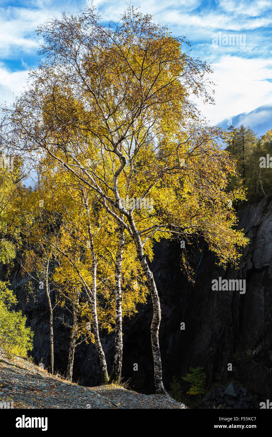 Abandoned Slate Quarry Taken Over by Vegetation and Trees Stock Photo ...