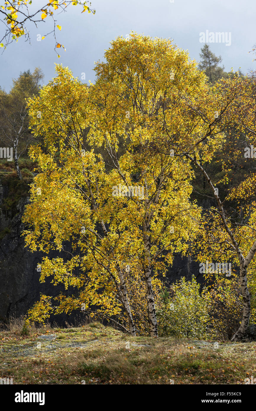 Abandoned Slate Quarry Taken Over by Vegetation and Trees Stock Photo ...