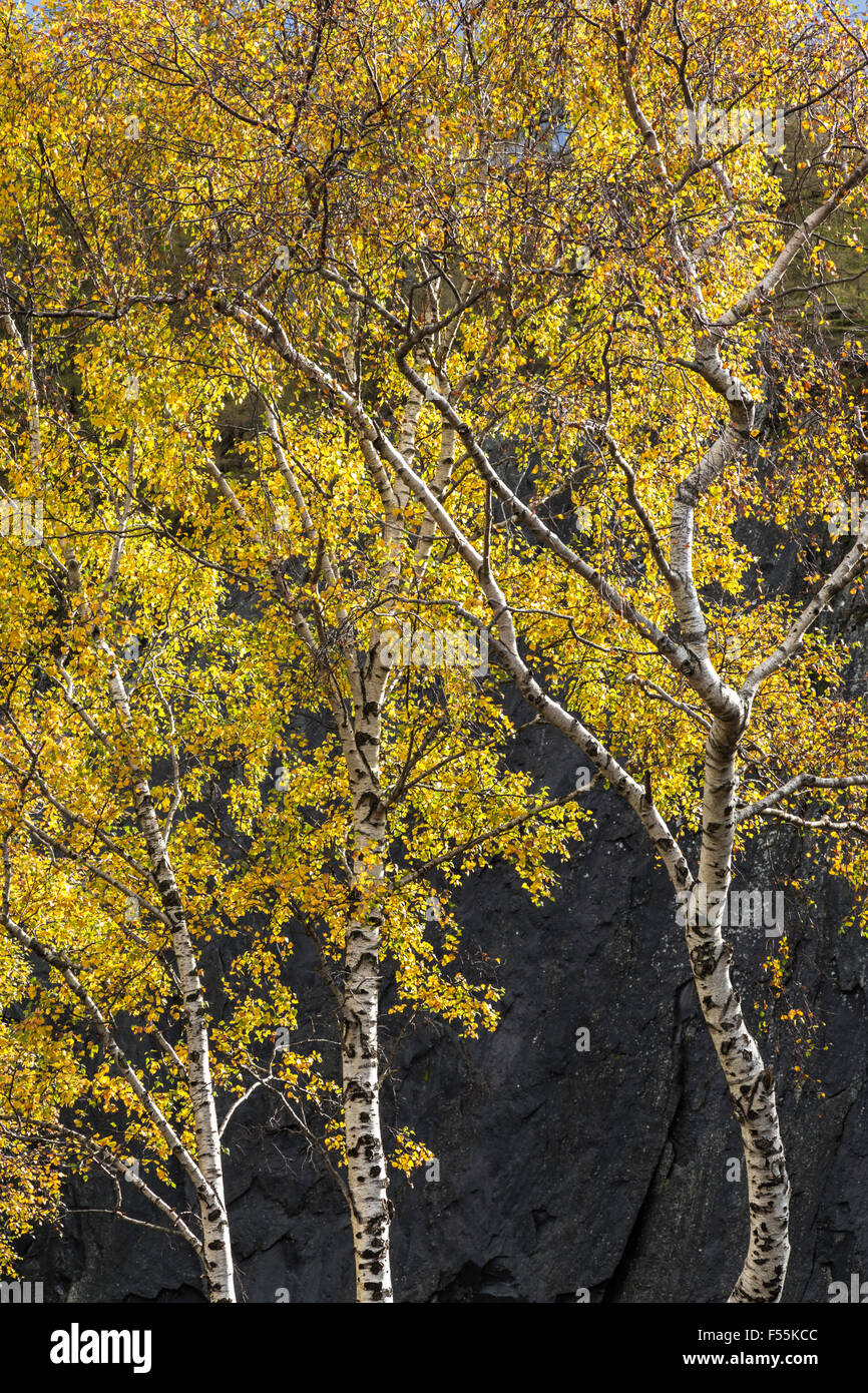 Abandoned Slate Quarry Taken Over by Vegetation and Trees Stock Photo ...