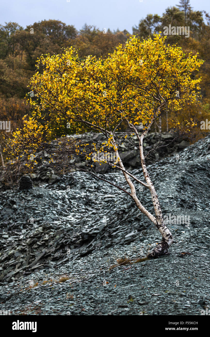 Abandoned Slate Quarry Taken Over by Vegetation and Trees Stock Photo ...