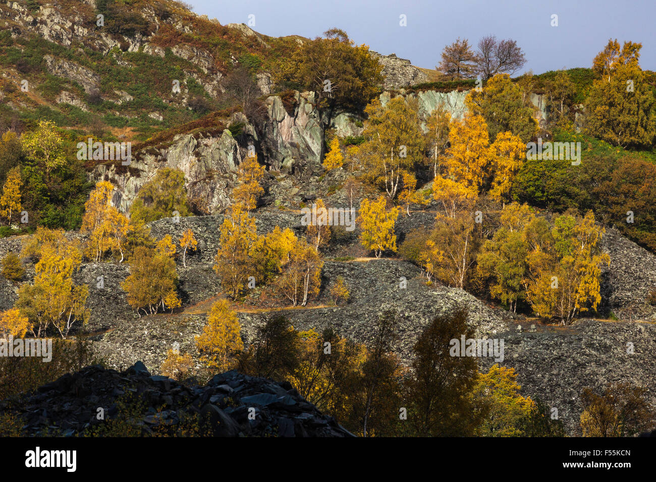 Abandoned Slate Quarry Taken Over by Vegetation and Trees Stock Photo ...