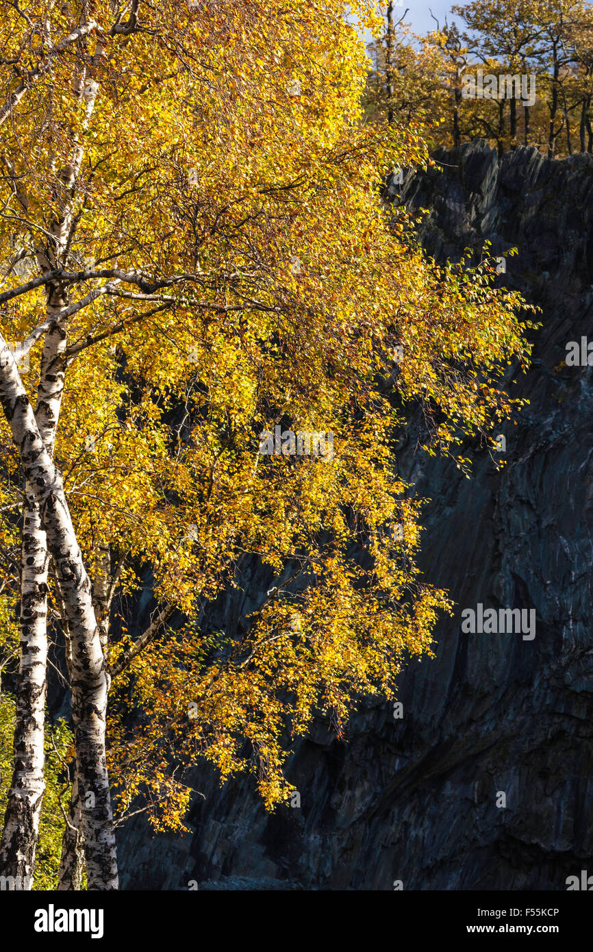 Abandoned Slate Quarry Taken Over by Vegetation and Trees Stock Photo ...